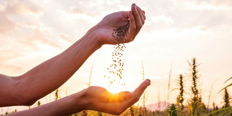 What Health Benefits are Found in Bhang Seeds?– The Trost